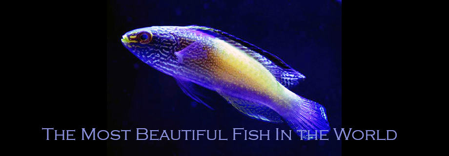 Aquatica Custom Aquariums ⋆ Beverly Hills Magazine